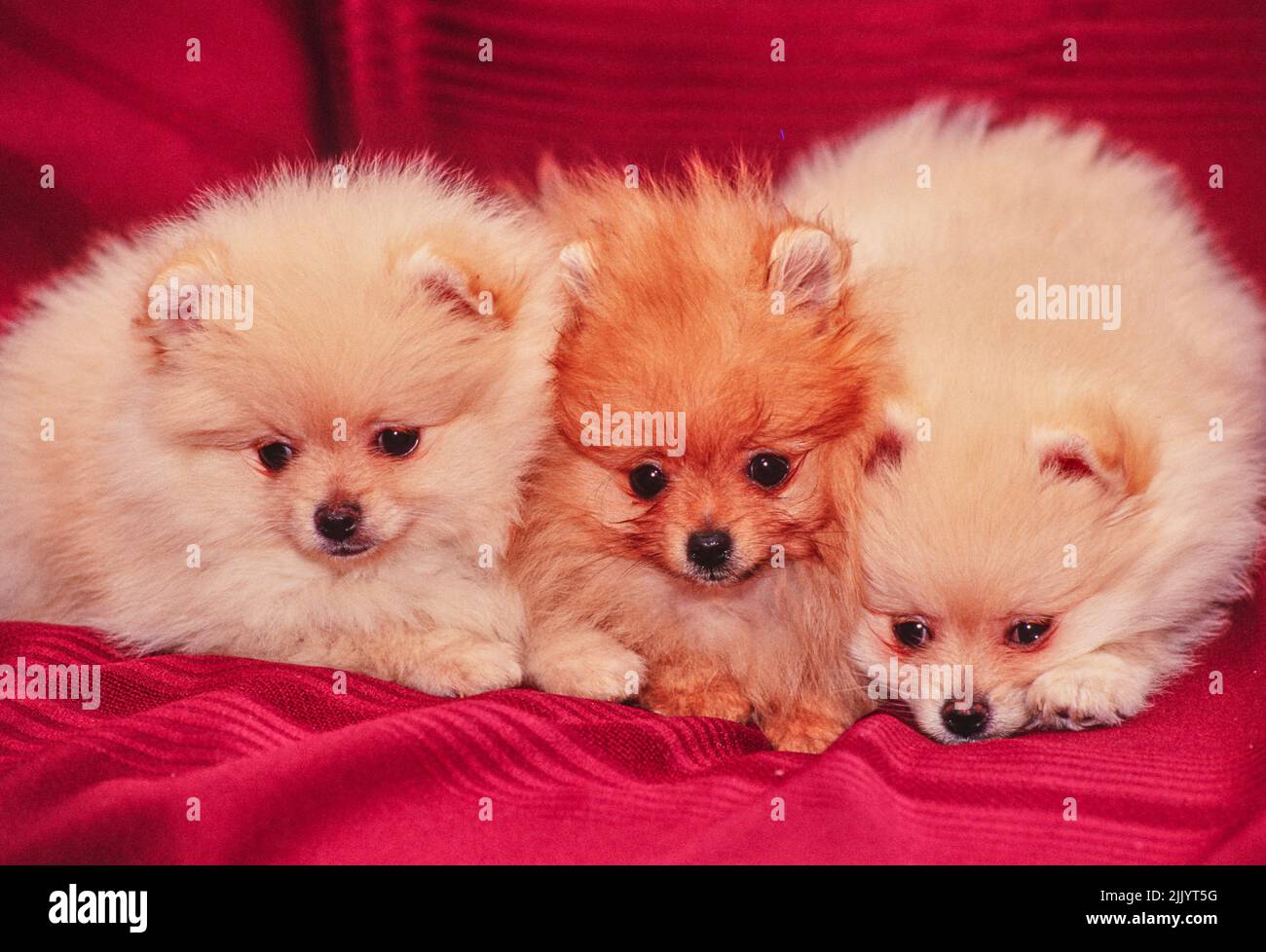 Three Pomeranian puppies in a red cloth Stock Photo - Alamy