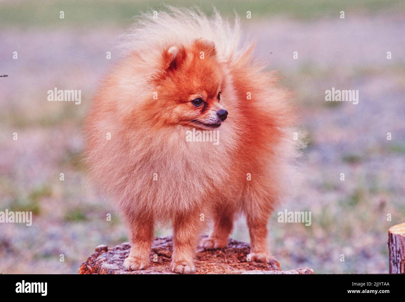 A Pomeranian dog on a tree stump Stock Photo - Alamy