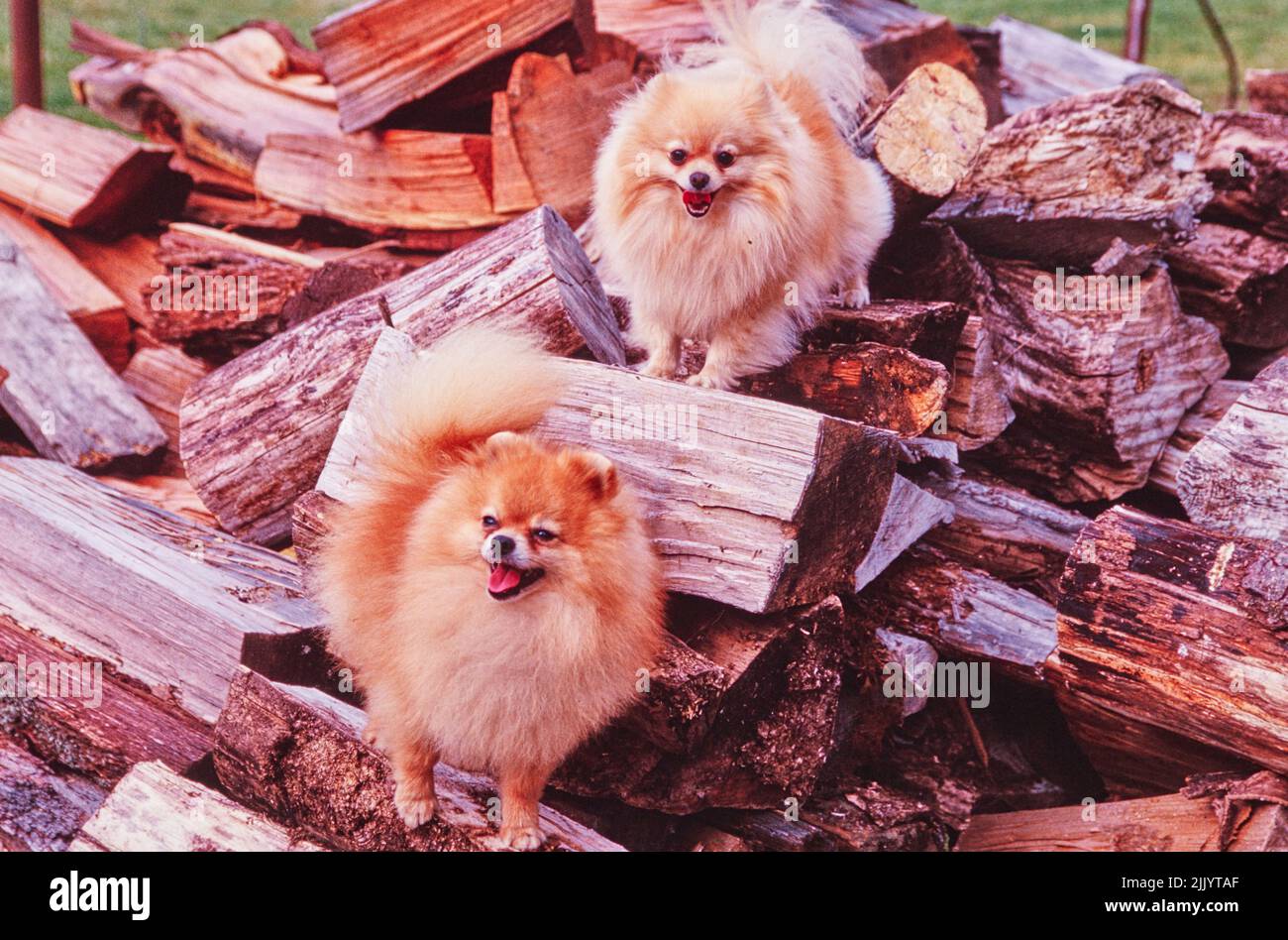 Two Pomeranian dogs in a pile of wood Stock Photo - Alamy