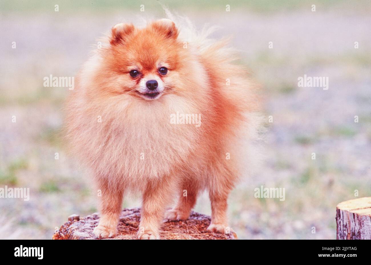 A Pomeranian dog on a tree stump Stock Photo - Alamy