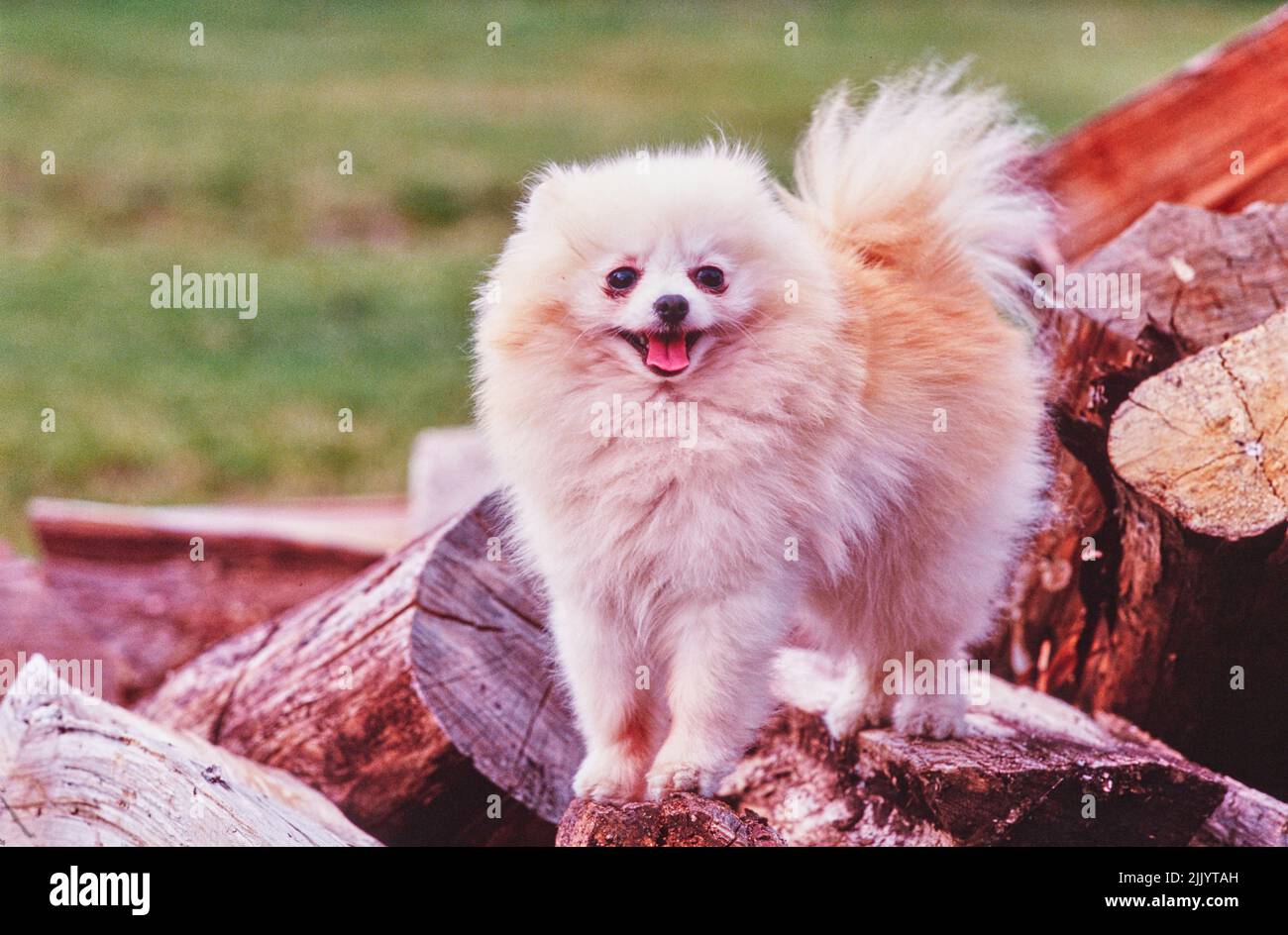 Dog pile hi-res stock photography and images - Alamy