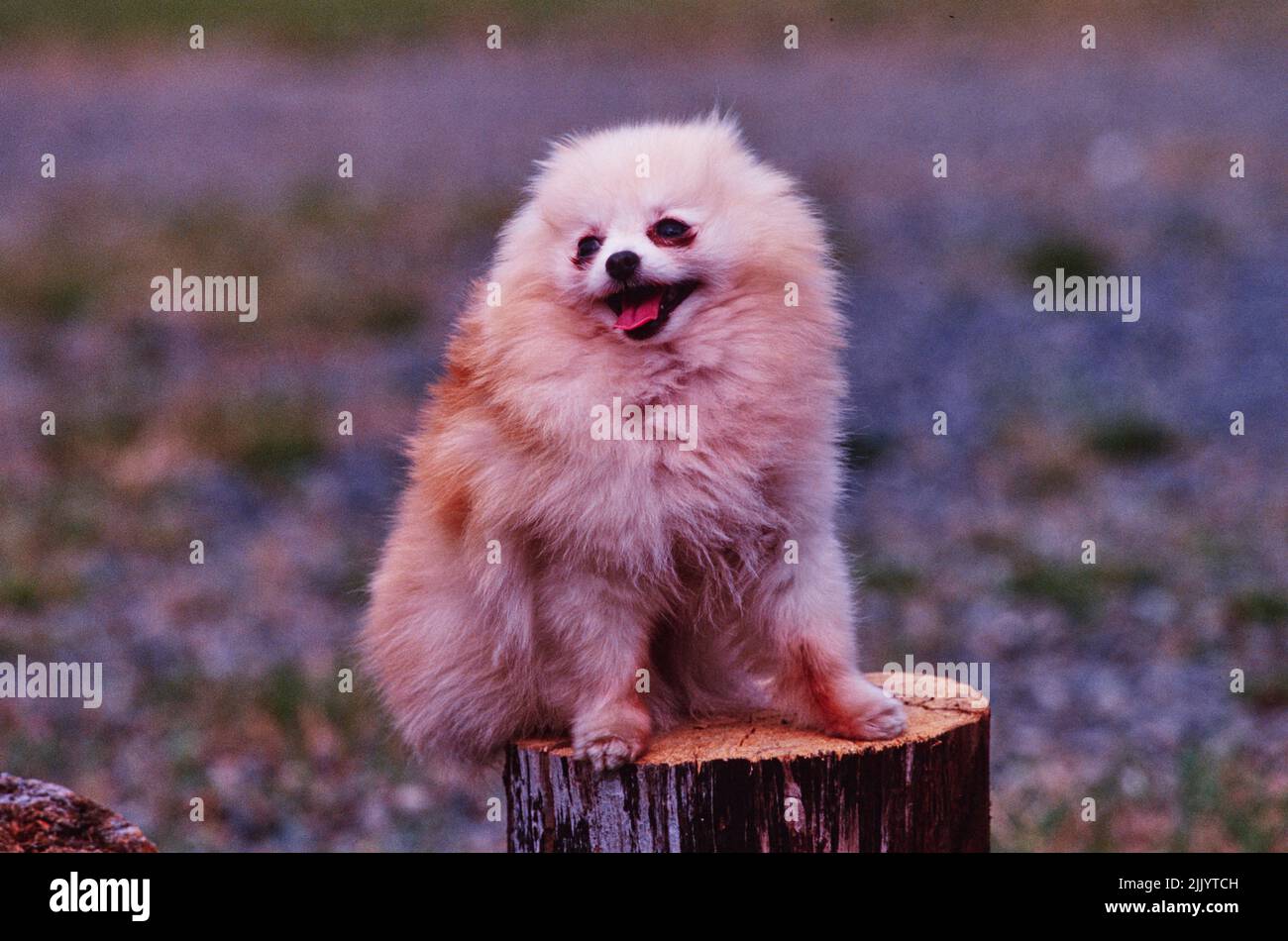 A Pomeranian dog on a tree stump Stock Photo - Alamy