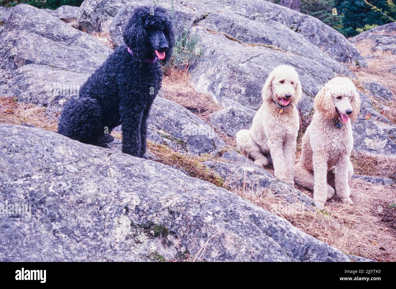 Three standard poodle dogs on rocky terrain Stock Photo - Alamy