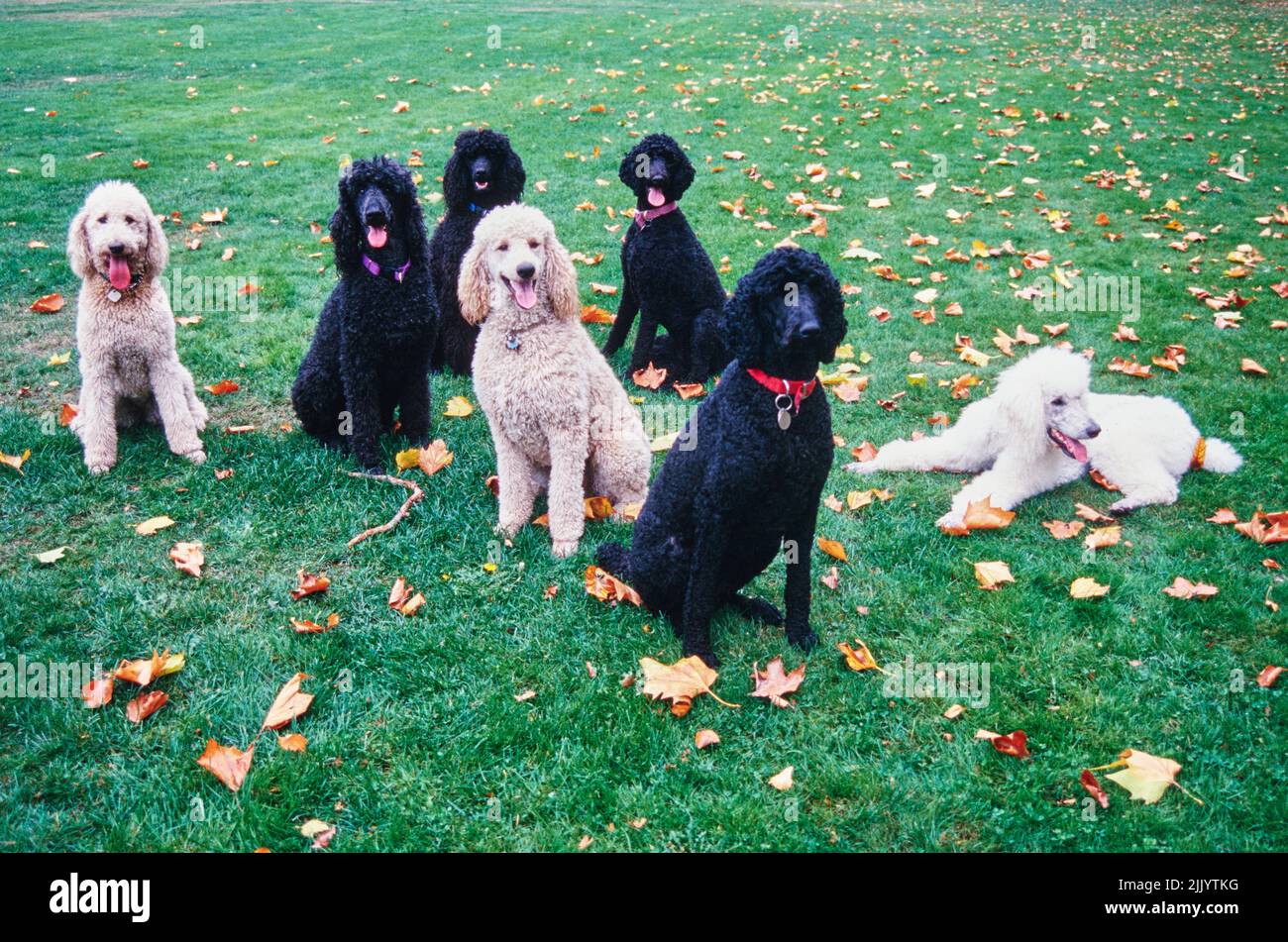Seven dogs hi-res stock photography and images - Alamy