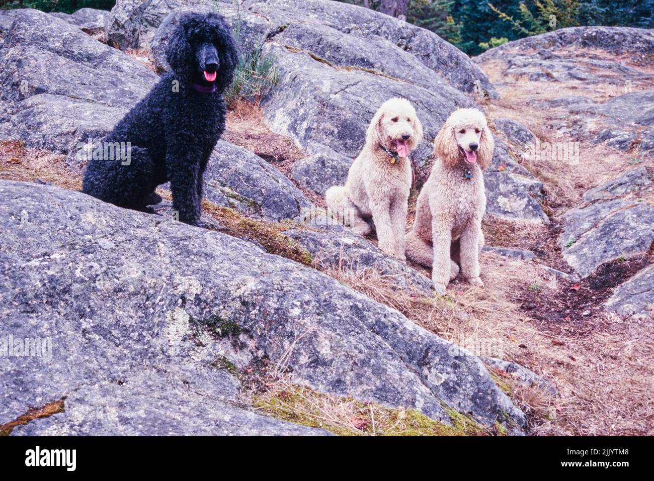 Three standard poodle dogs on rocky terrain Stock Photo - Alamy