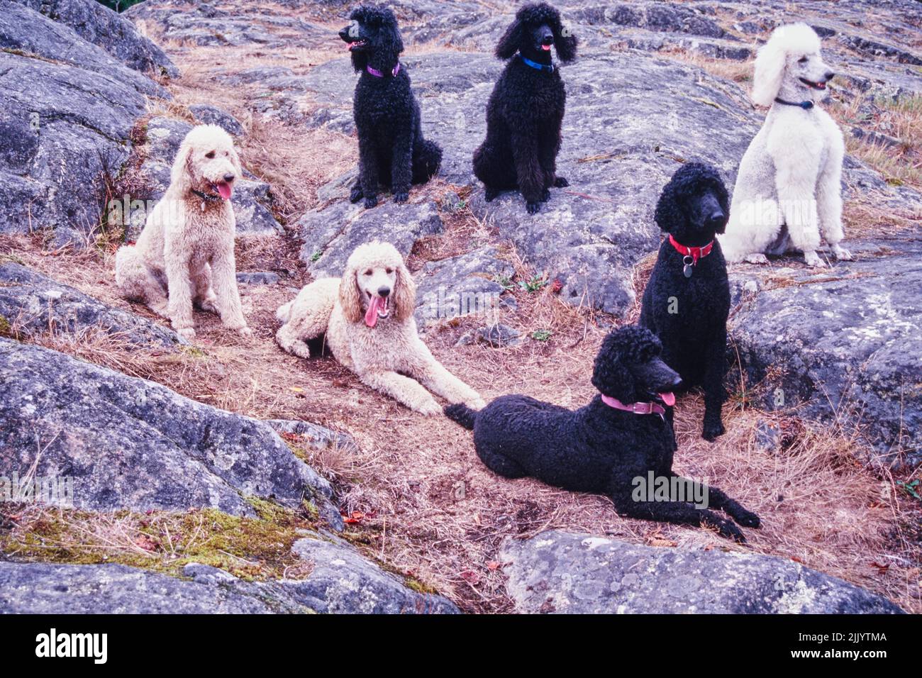 Seven dogs hi-res stock photography and images - Alamy