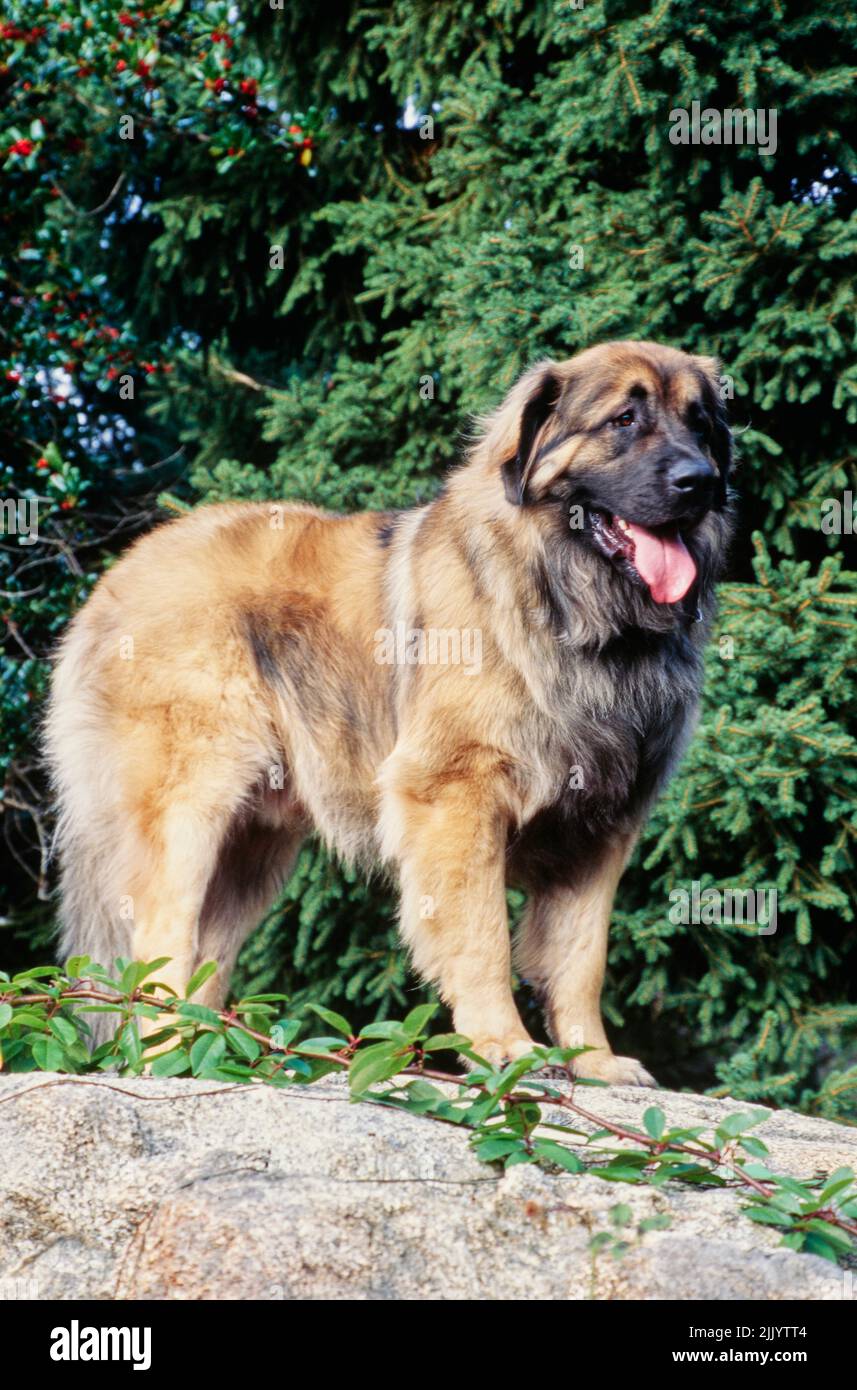 A Leonberger dog on a rock Stock Photo - Alamy