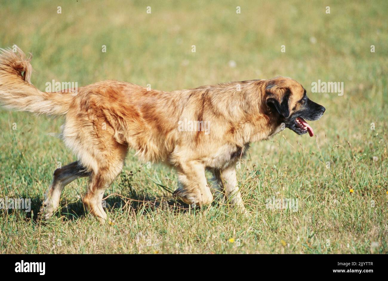 Leonberger dogs on hi-res stock photography and images - Alamy