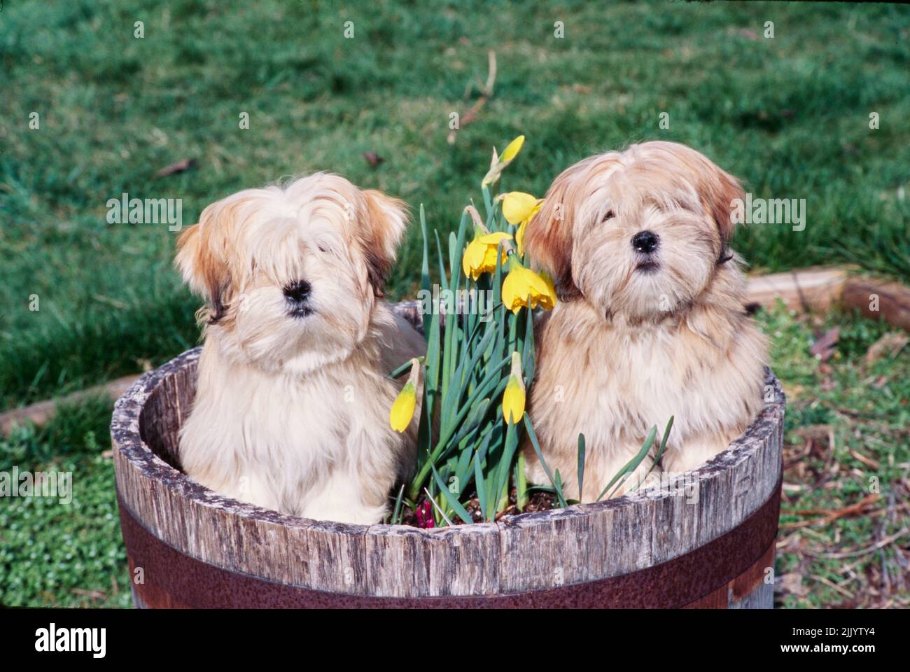 Two Lhasa apso dogs in a flower pot Stock Photo - Alamy