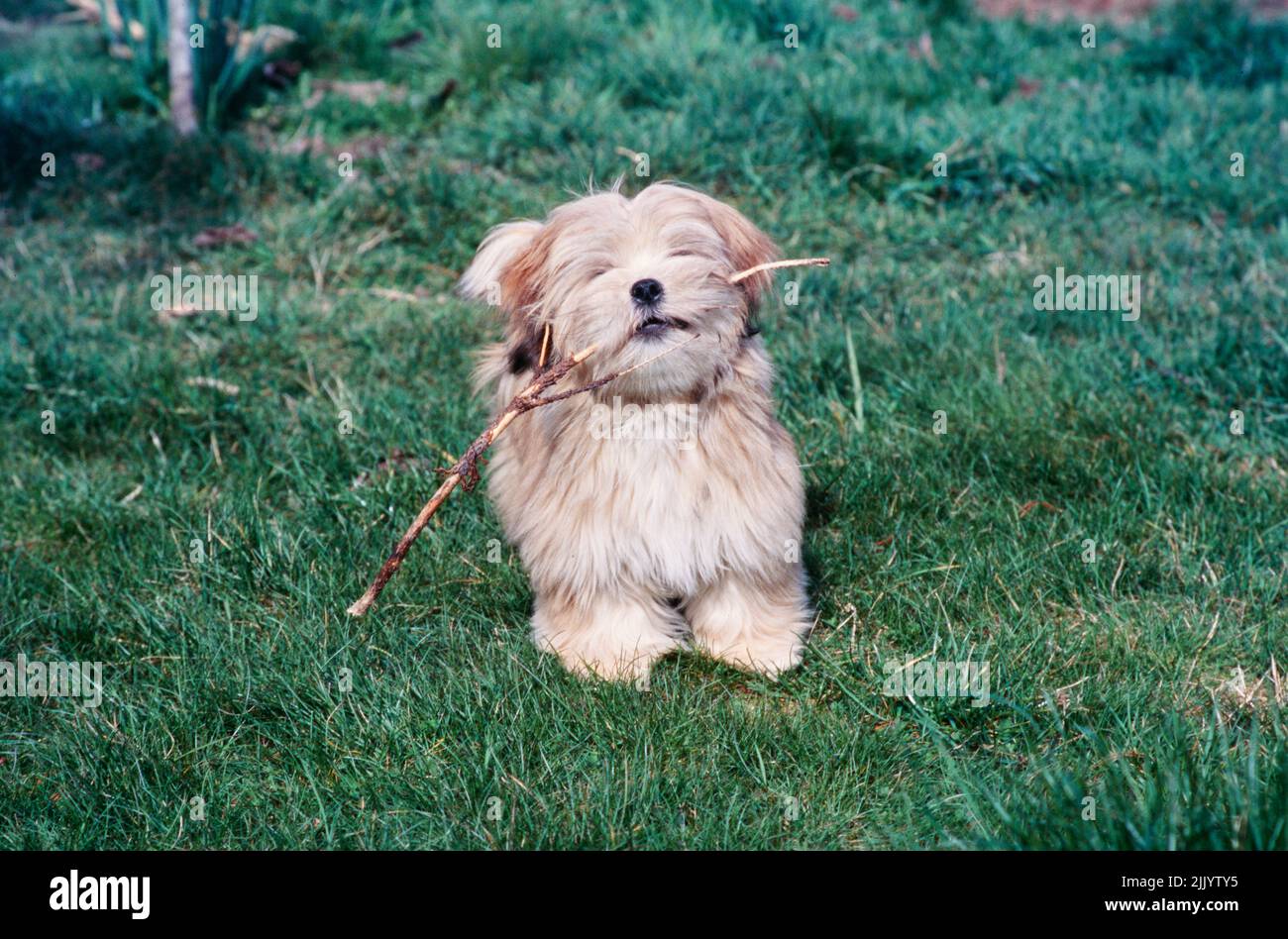 Lhasa apso dog on grass Stock Photo - Alamy