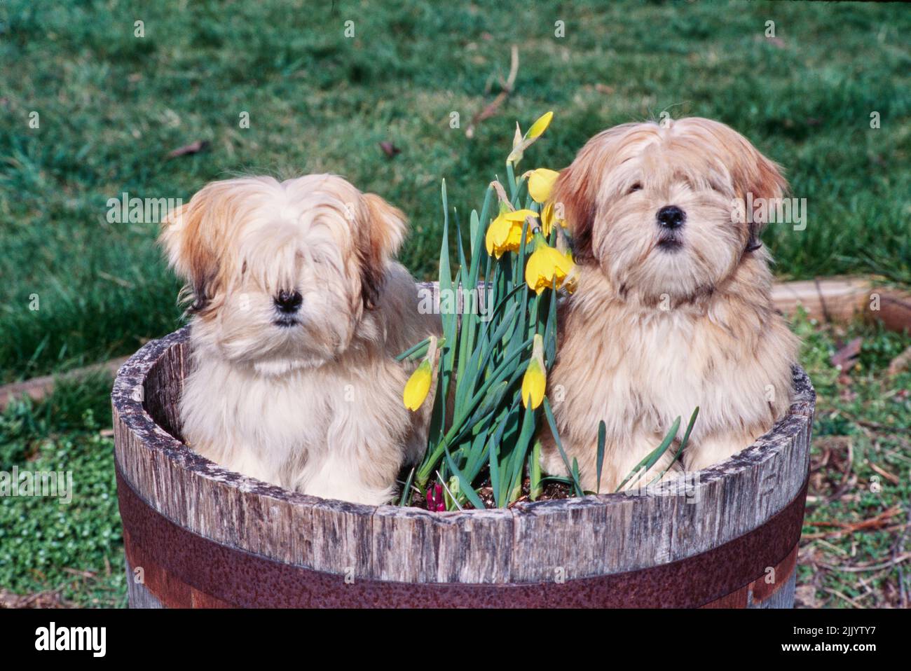 Two Lhasa apso dogs in a flower pot Stock Photo - Alamy