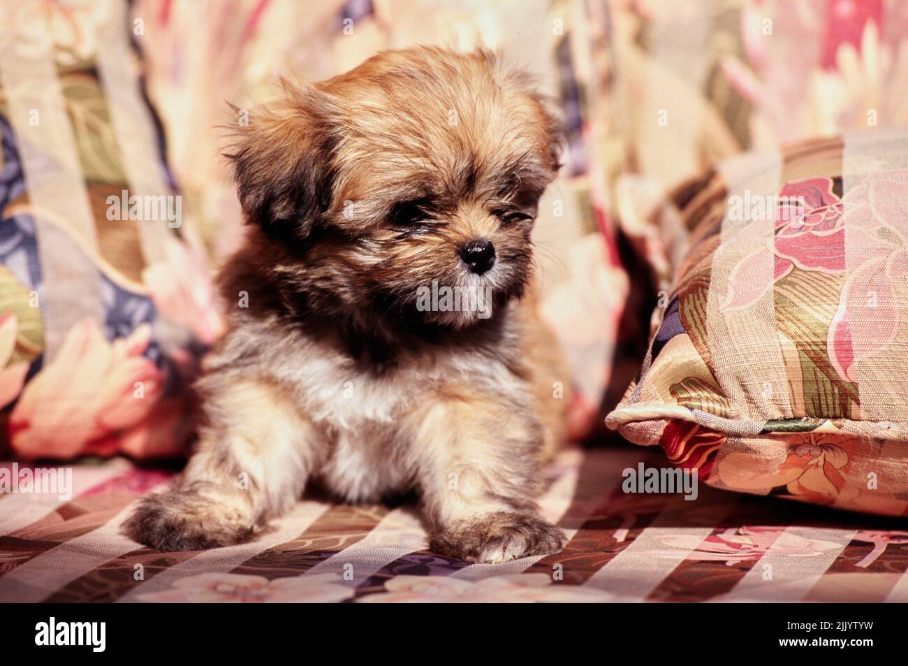 Lhasa apso puppy on a cushion Stock Photo - Alamy
