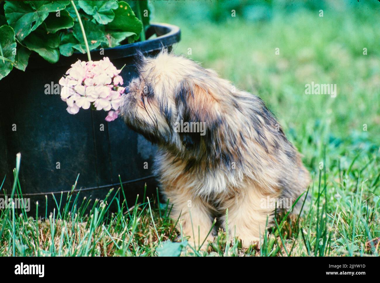 Puppy on grass hi-res stock photography and images - Alamy