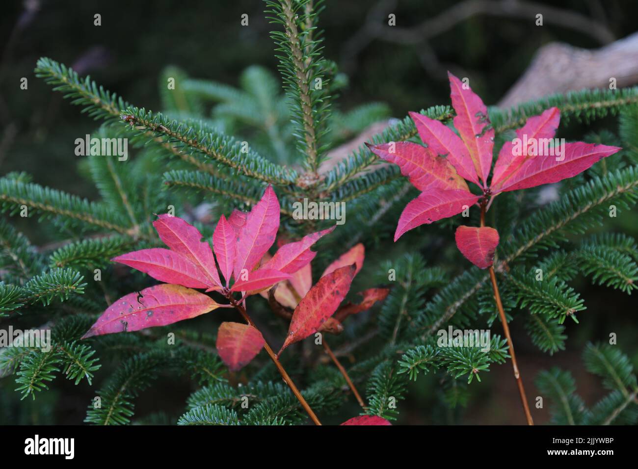 A closeup of Japanese andromeda red leaves and pine branches Stock Photo - Alamy