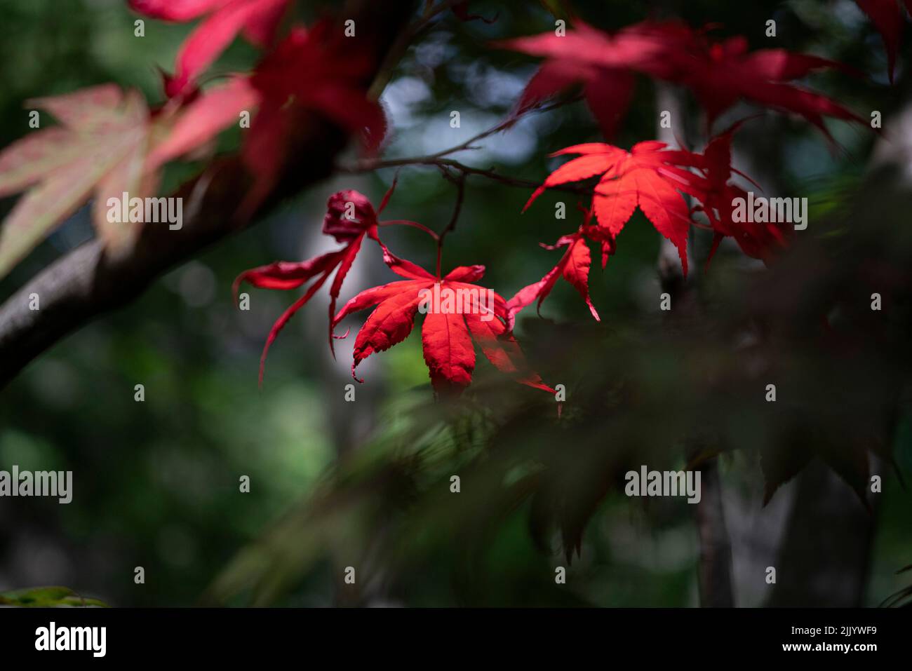 A selective focus of Japanese andromeda red leaves Stock Photo - Alamy