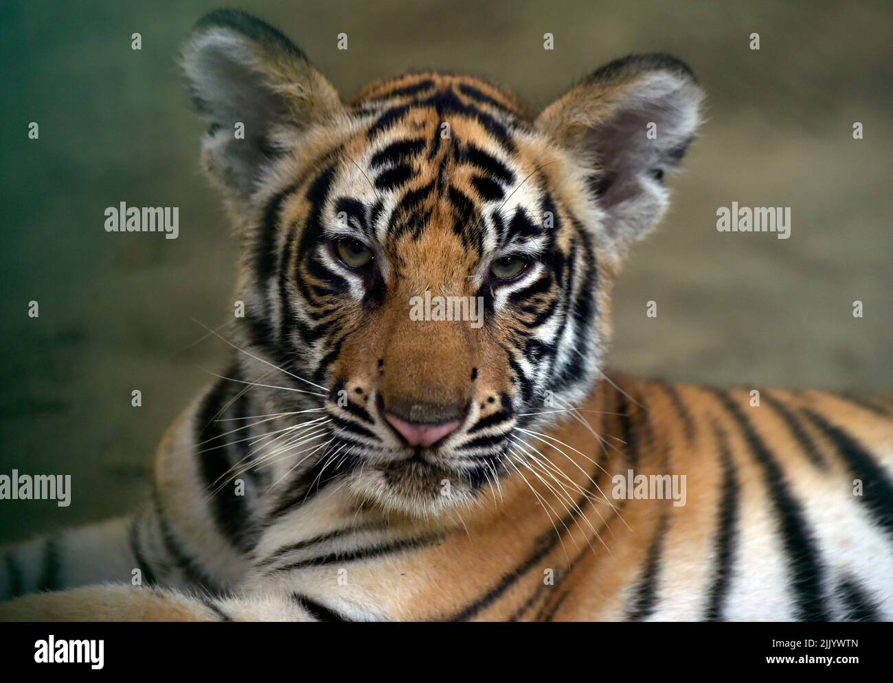 Dhaka. 29th July, 2022. A Royal Bengal Tiger cub is seen in Bangladesh ...