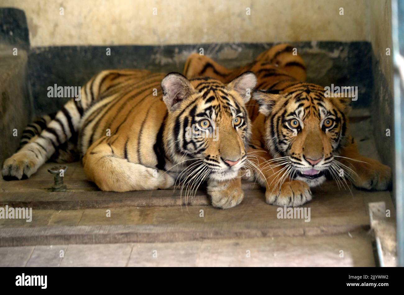 Dhaka. 29th July, 2022. Tiger cubs rest in Bangladesh National Zoo in ...