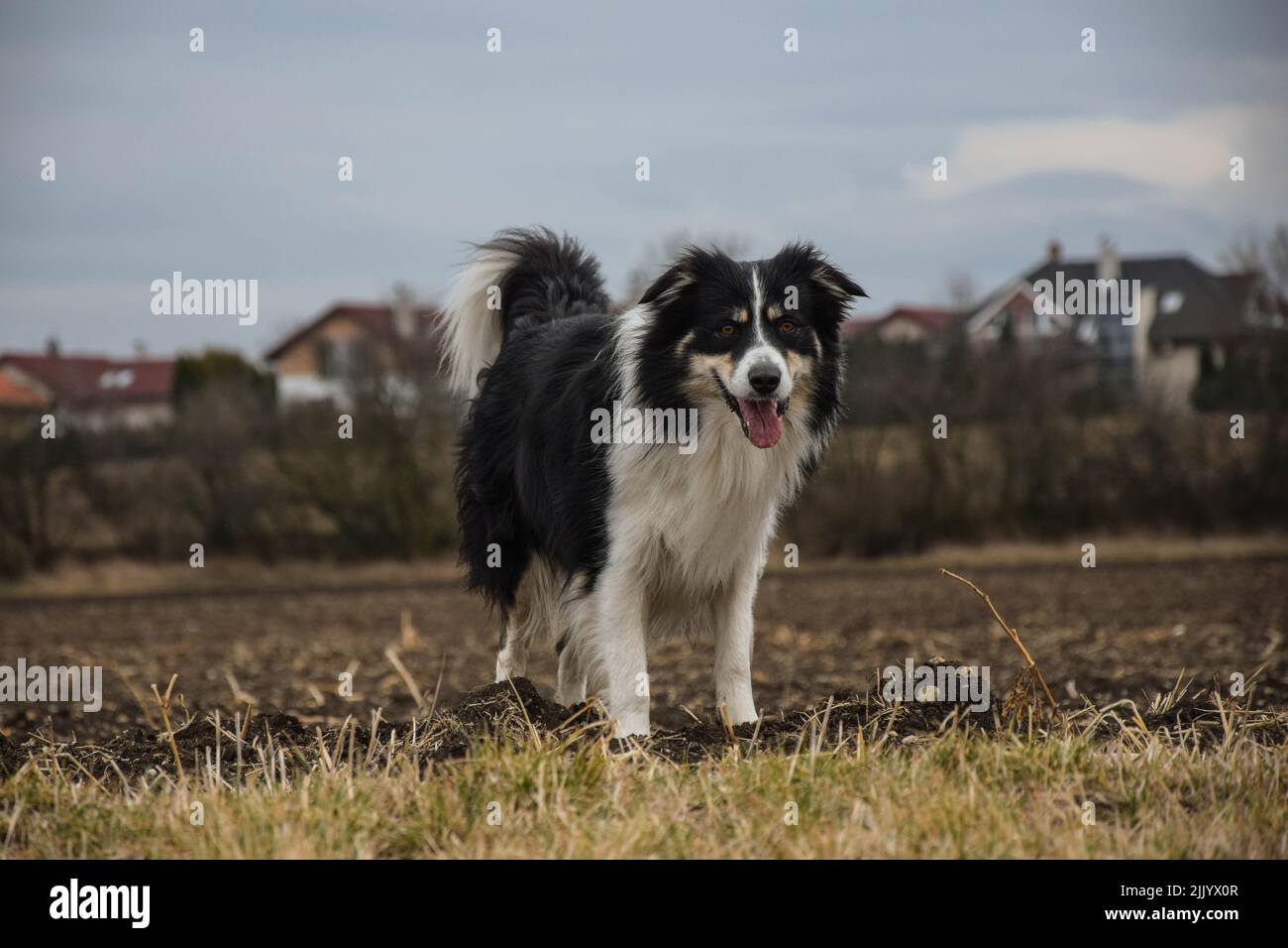 A Cute Border Collie dog on a grass looking at camera with tongue out ...