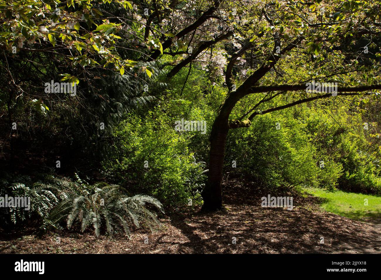 A beautiful scene of a trail along greenery of trees and plants Stock ...