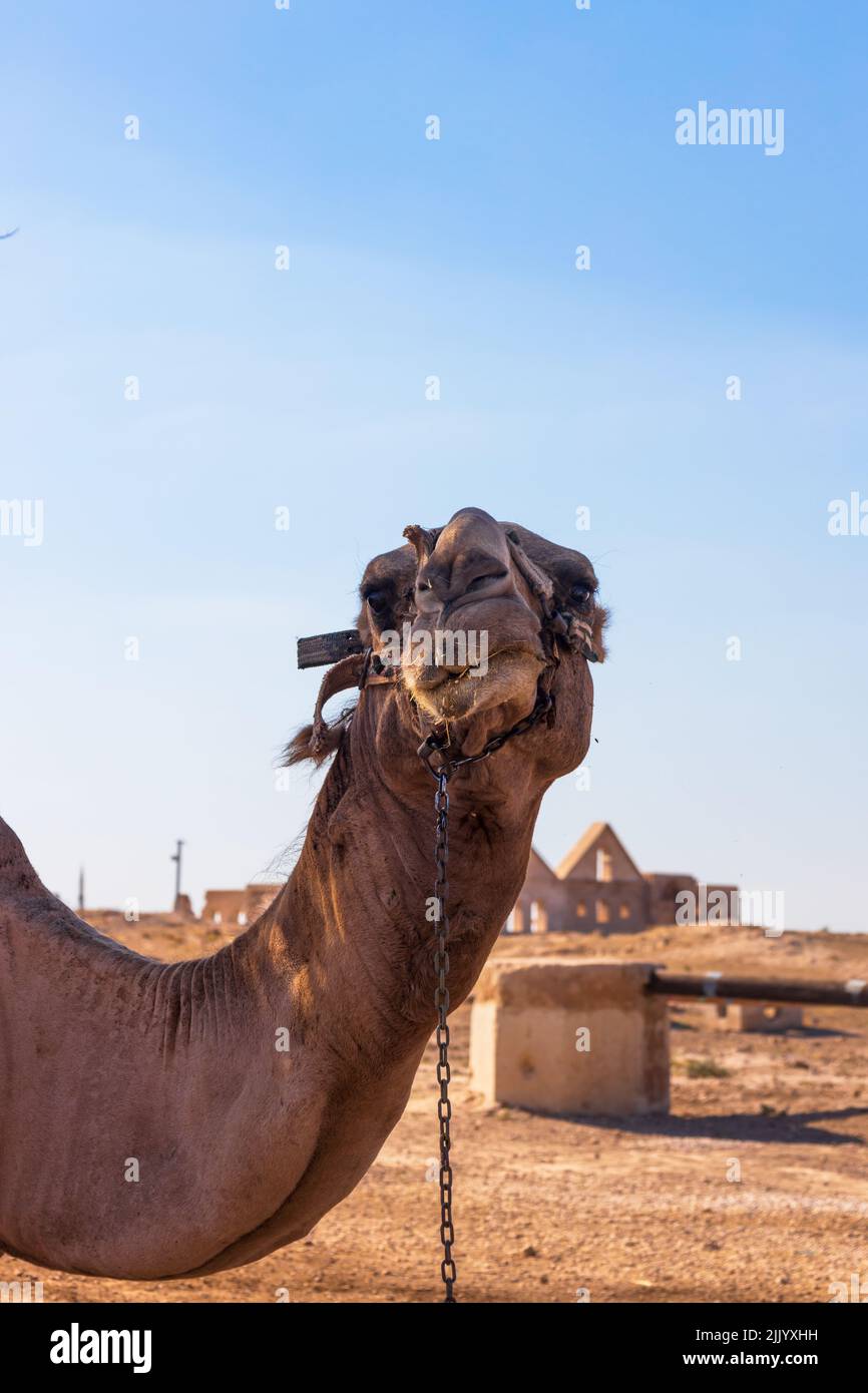 Portrait of camel photo in desert Stock Photo - Alamy