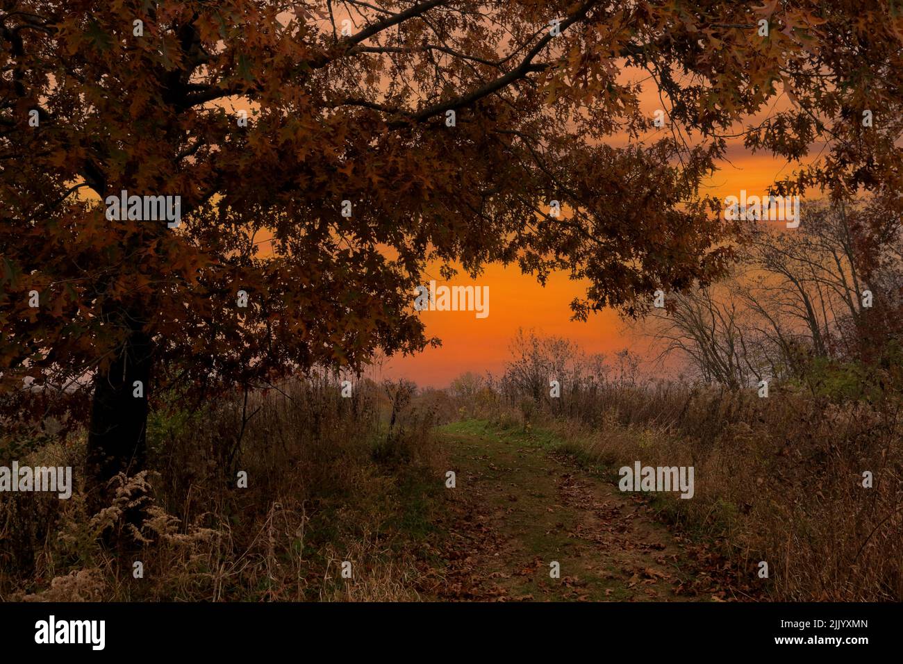 A path cuts through a wooded Iowa landscape past a tree with brown ...