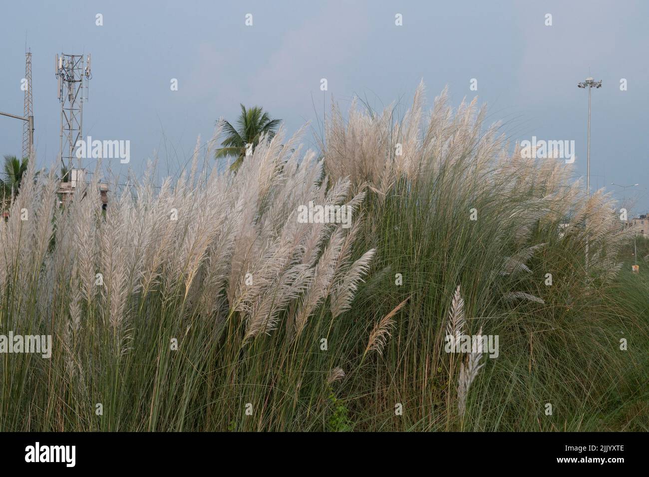 Kash flower hi-res stock photography and images - Alamy