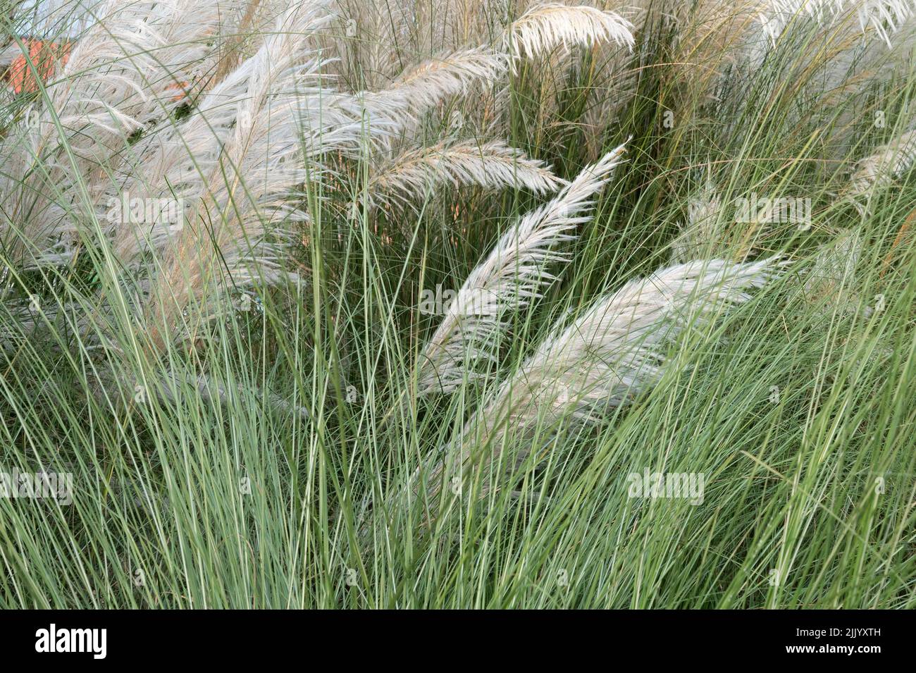 Kaash ful, Saccharum spontaneum is a seasonal flower which blooms in ...