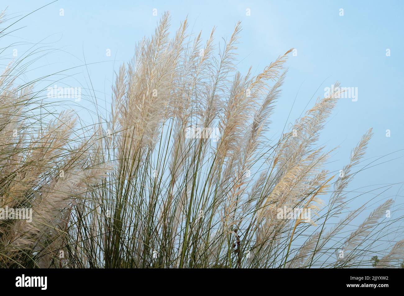 Kash flower hi-res stock photography and images - Alamy