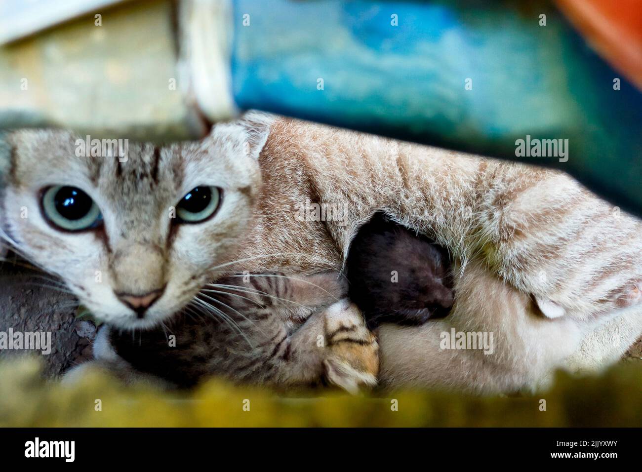 A mother cat protectively holds her newly born babies Stock Photo - Alamy