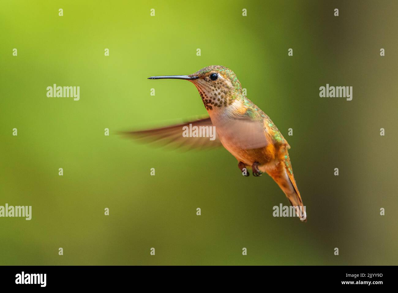 Female rufous hummingbird hi-res stock photography and images - Alamy