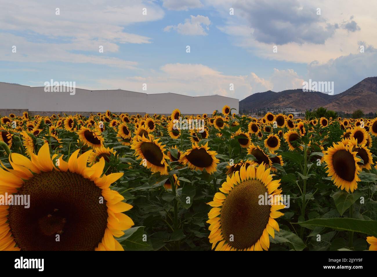 Sunflower field about to harvest, seed sunflower with mountains and ...