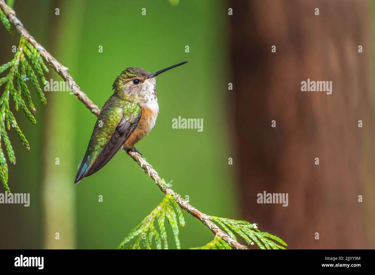 Female rufous hummingbird hi-res stock photography and images - Alamy