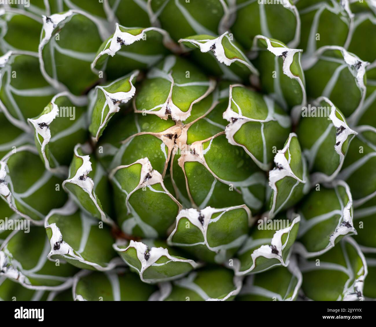 Agave victoria regina hi-res stock photography and images - Alamy