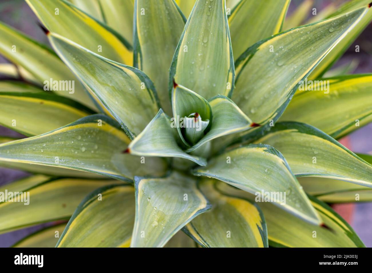 Agave leaf texture view hi-res stock photography and images - Alamy