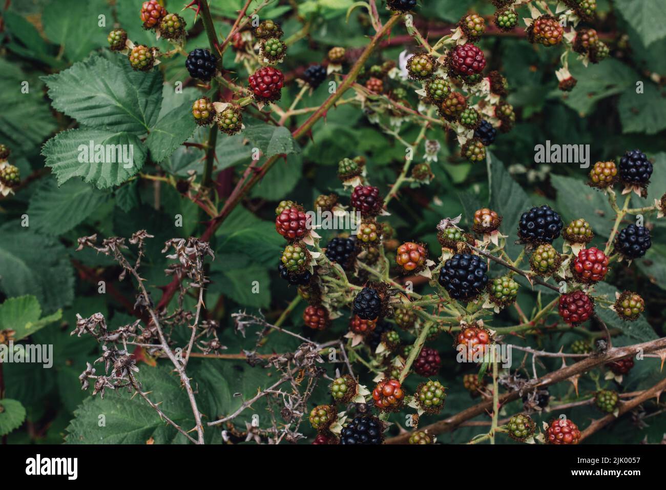 Brambles blossom hi-res stock photography and images - Alamy