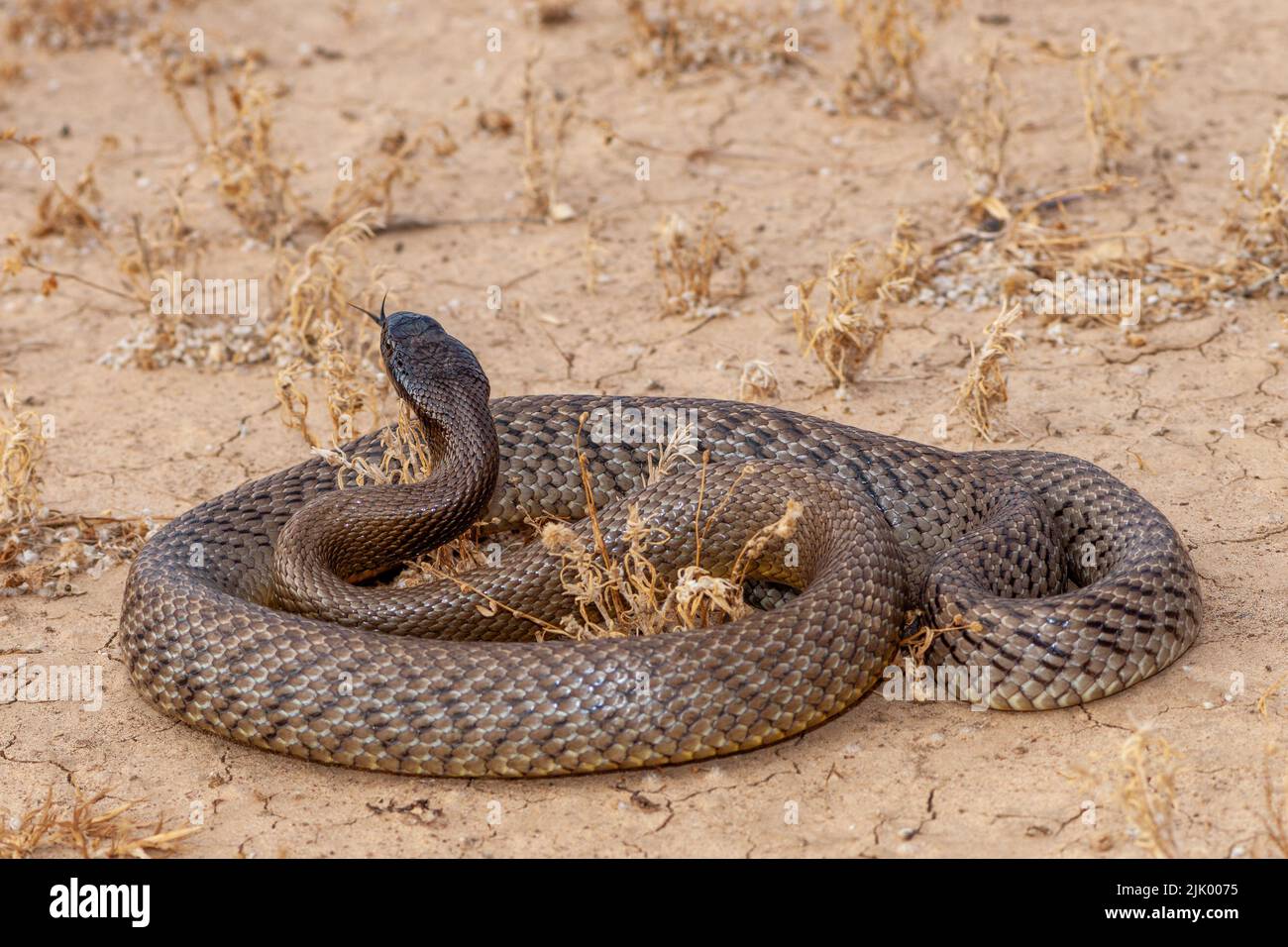 Highly venomous Inland Taipan flickering it's tongue Stock Photo - Alamy