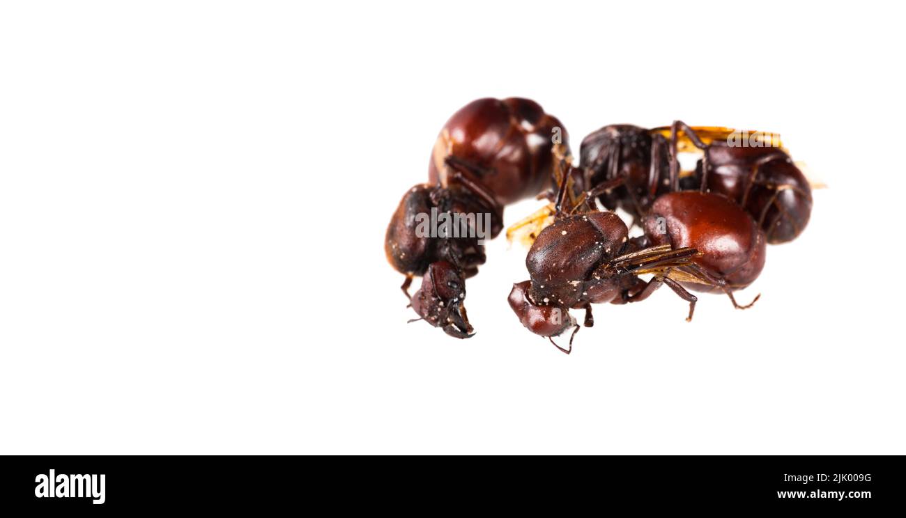 Toasted culona ant - Delicious Colombian recipe Stock Photo - Alamy