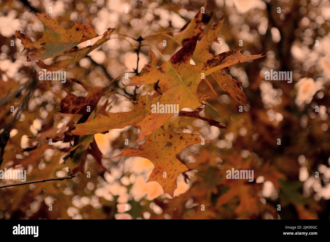 Iowa fall foliage hi-res stock photography and images - Alamy