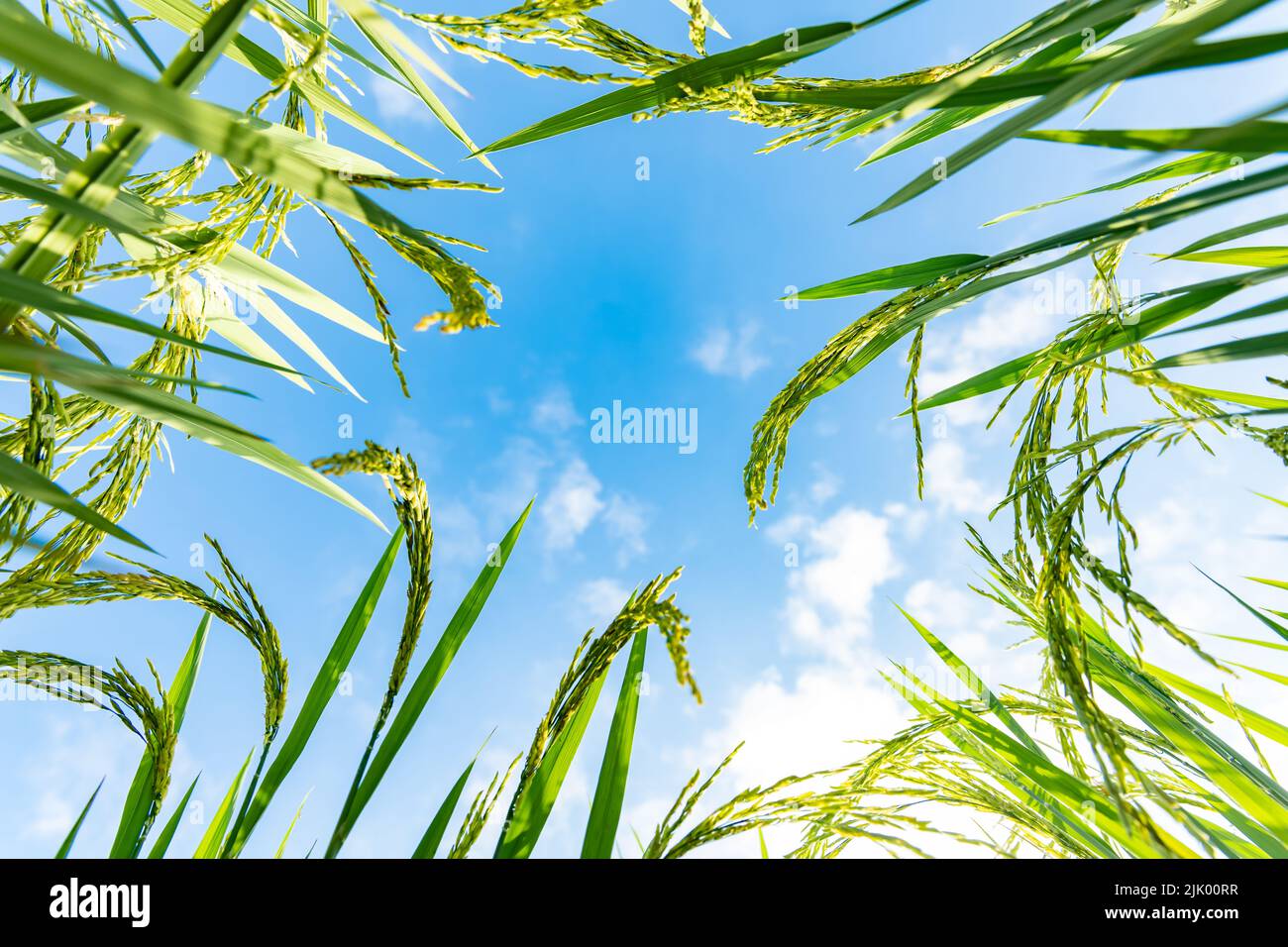 low angle view fresh paddy Stock Photo - Alamy