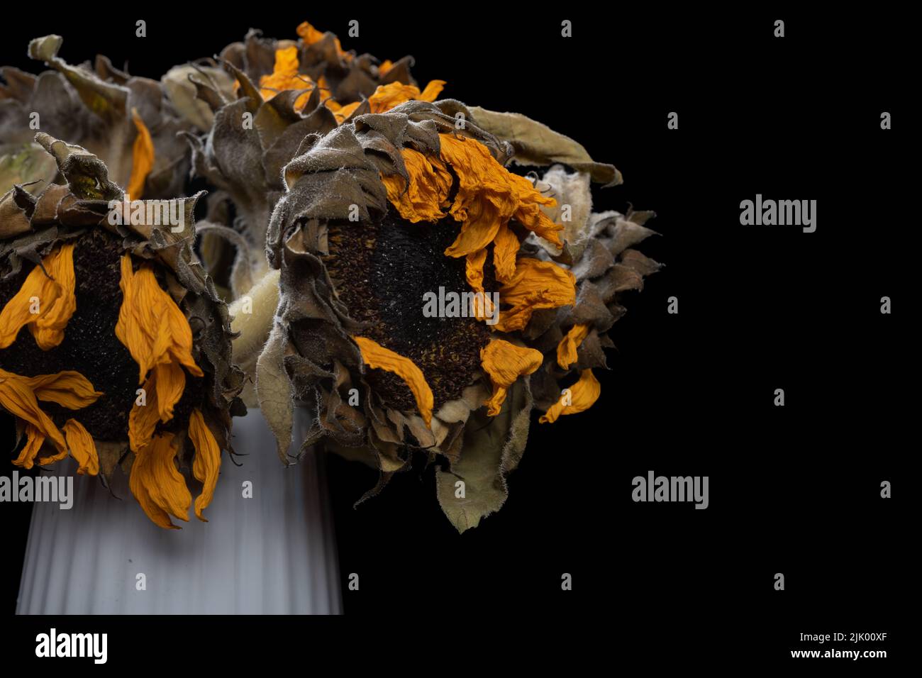 Faded sunflowers hi-res stock photography and images - Alamy