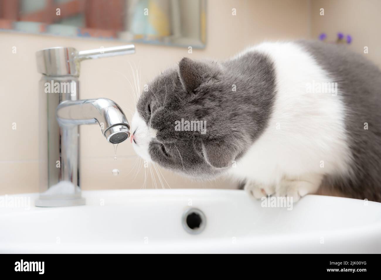 a british short hair cat drinking from a water tap Stock Photo - Alamy
