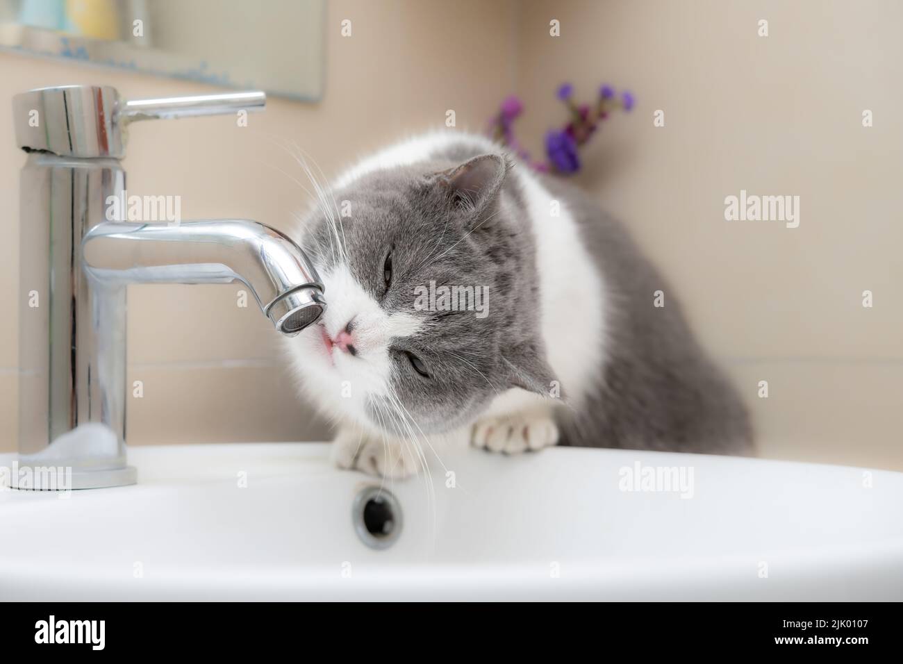 a british short hair cat drinking from a water tap Stock Photo - Alamy