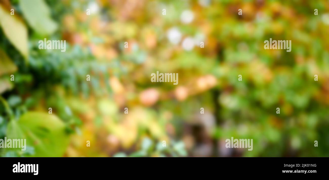 Beautiful, sunny and empty outside garden in the fall with colorful ...