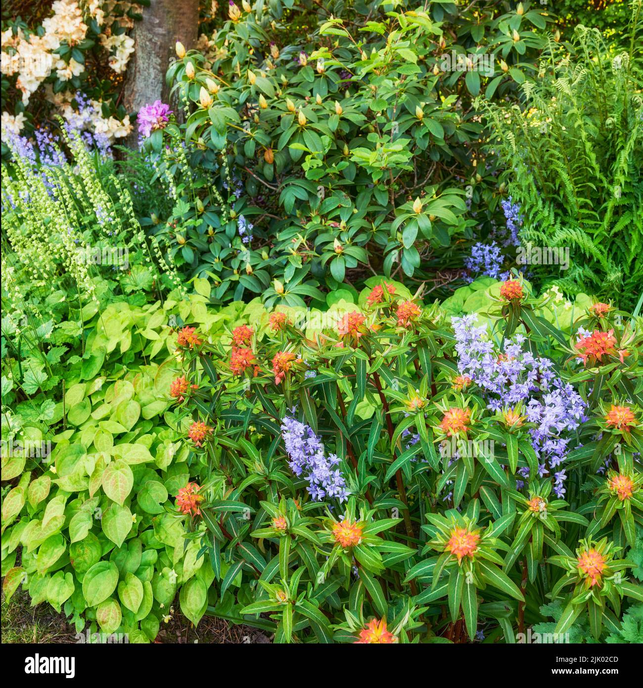 Colorful, green and wild garden with plants growing outside in spring ...
