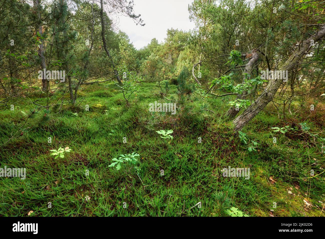 Nature landscape of green plants, trees and grass with view of ...
