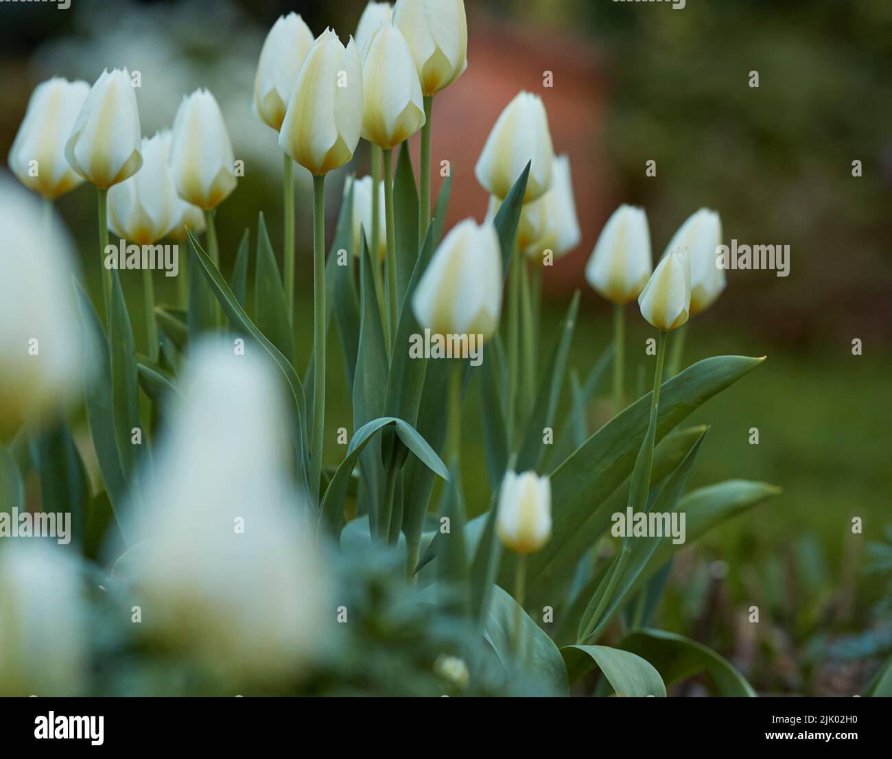 Beautiful Tulips growing in a landscaped garden outdoors in a backyard ...