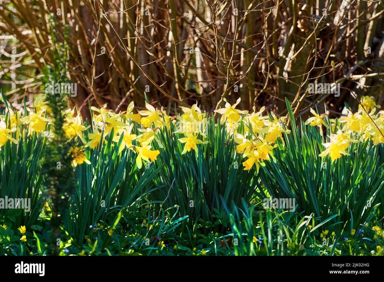 Beautiful, wild and colorful yellow flowers growing outside in natural ...