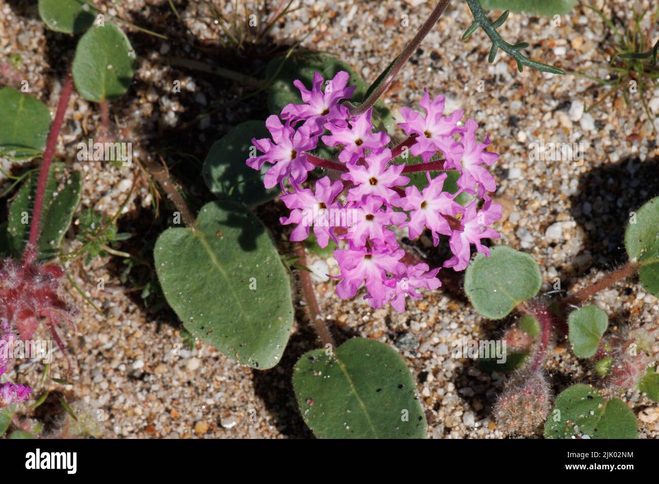 Pink flowering racemose capitate cluster inflorescence of Abronia ...