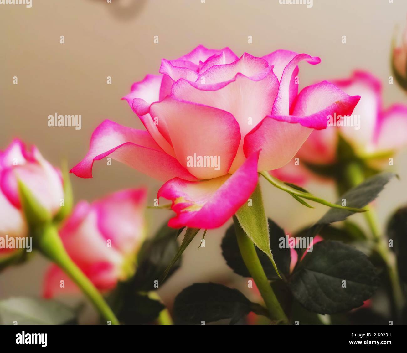 Beautiful tea garden hi-res stock photography and images - Alamy