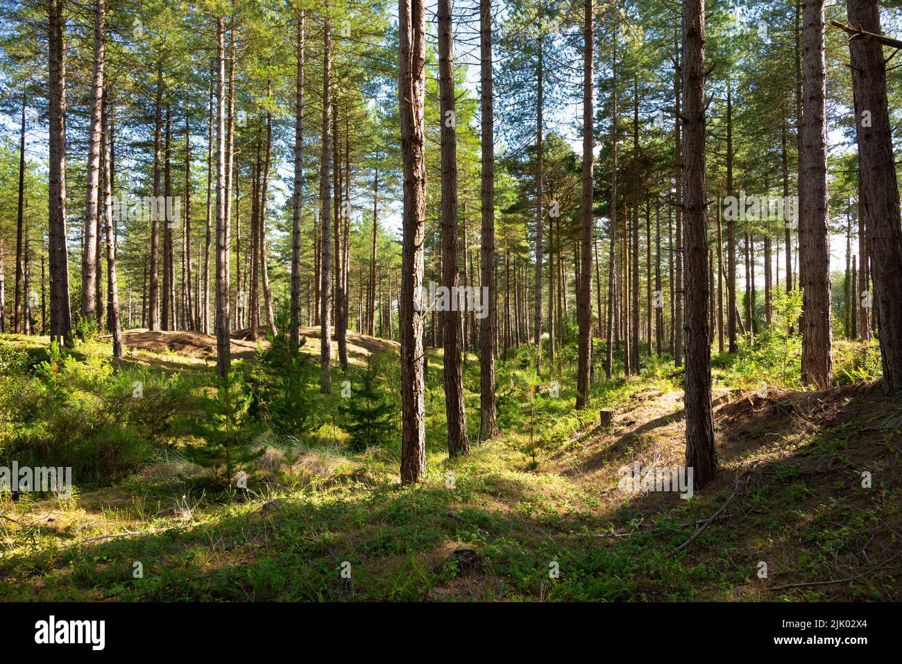 Niwbwrch Warren Forest Stock Photo - Alamy